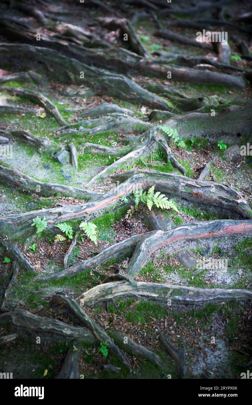 Exposed tree roots, moss, and small ferns Stock Photo - Alamy