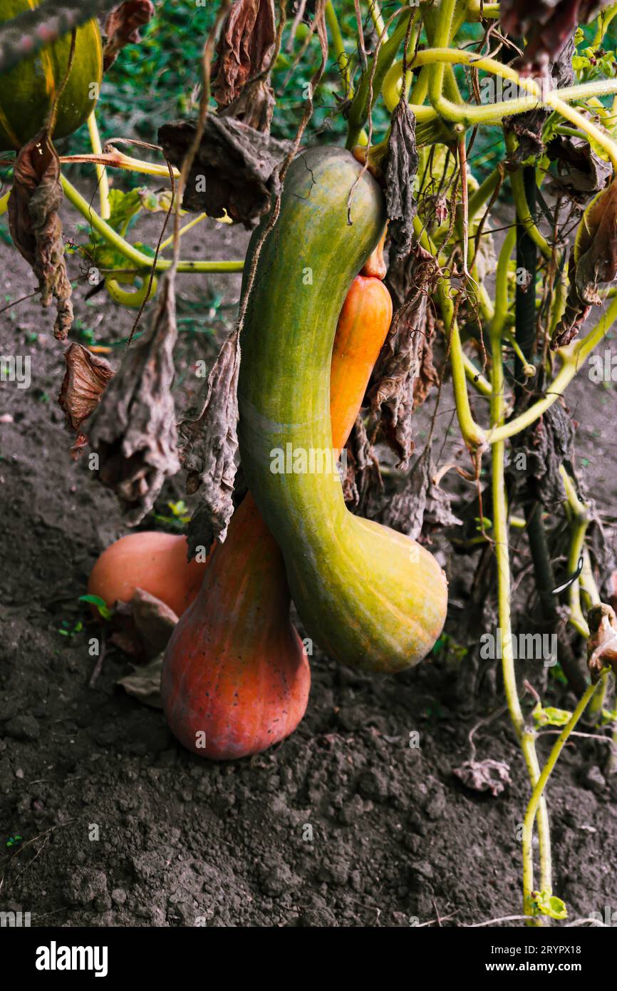 Calabash vegetable growing at Alexandra Borza botanical garden in Cluj ...