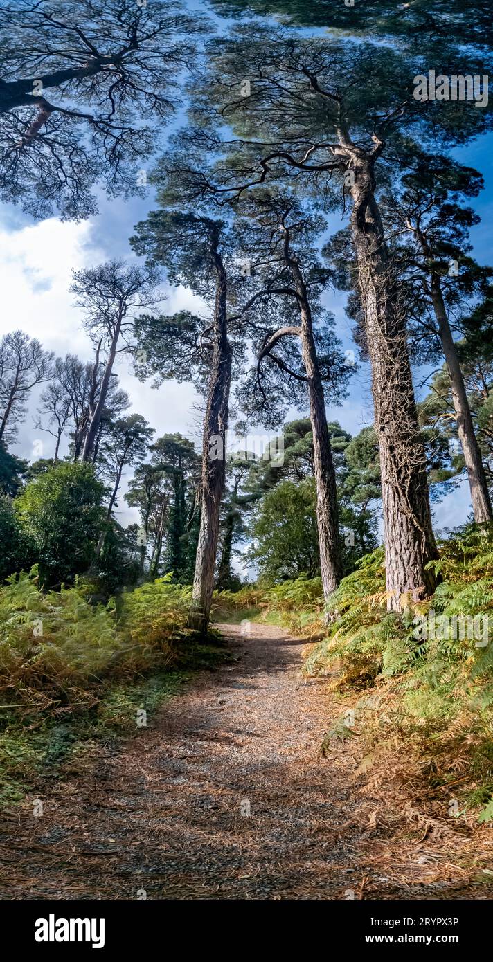 Scots Pine trees in County Donegal - Ireland Stock Photo - Alamy