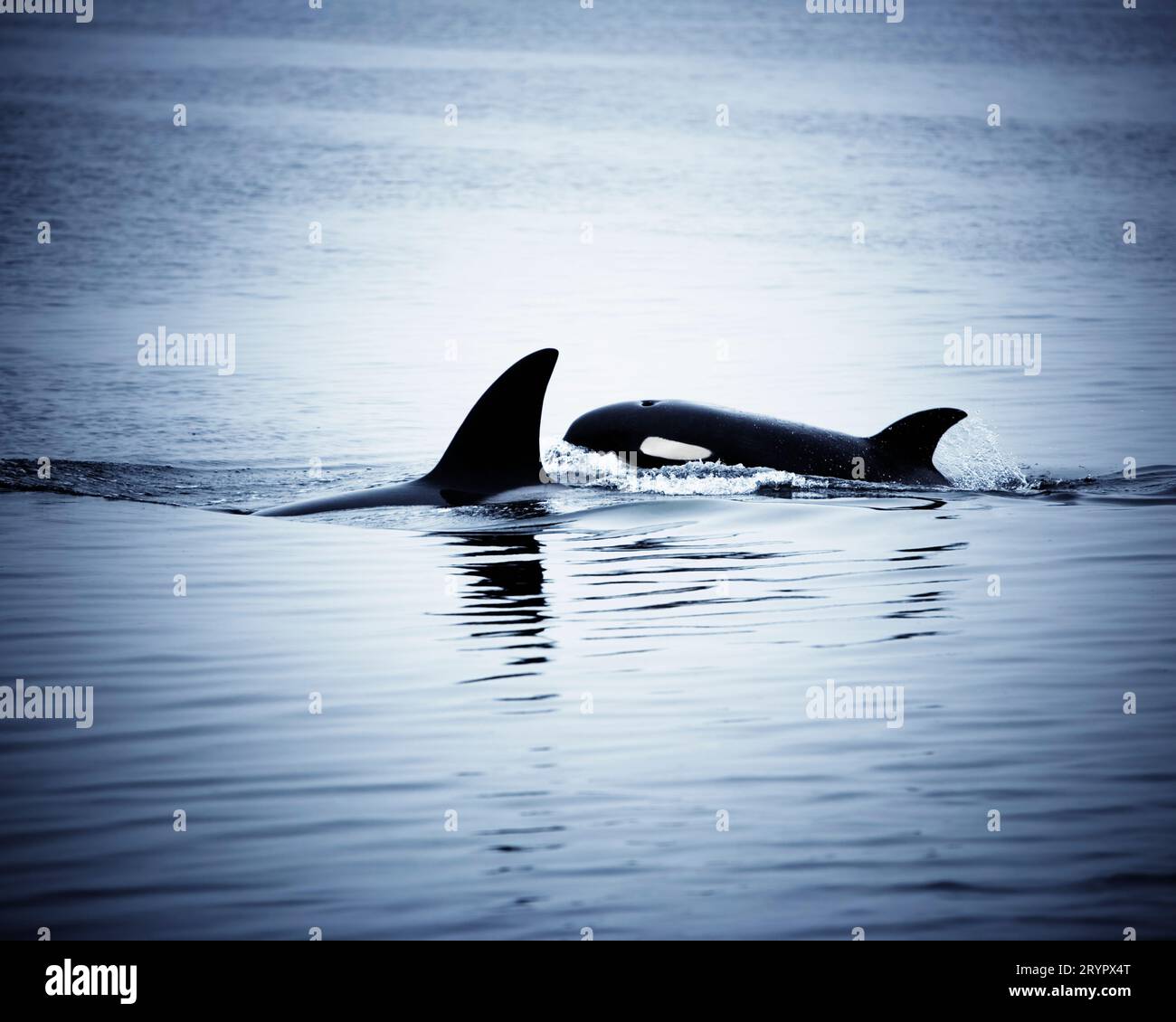 Two killer whales (Orcinus orca Stock Photo - Alamy