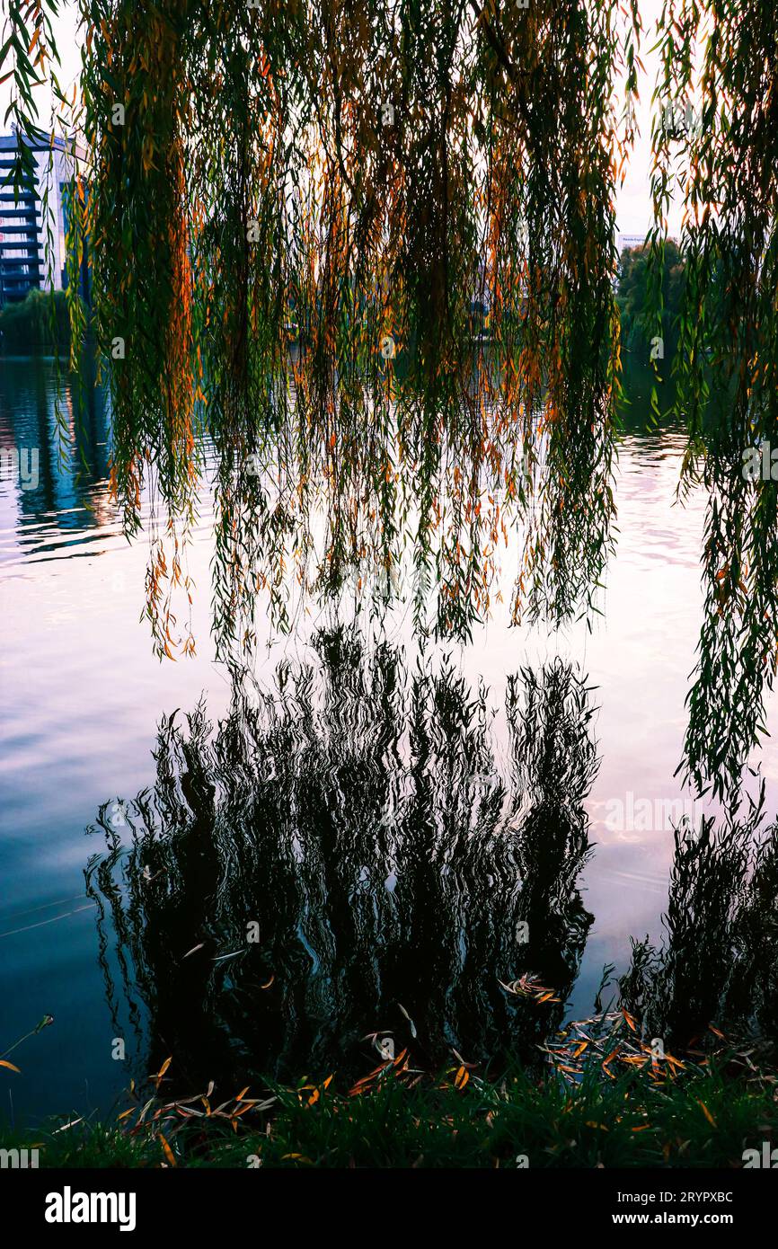 Weeping willow tree with green and orange fall colors reflecting on a ...