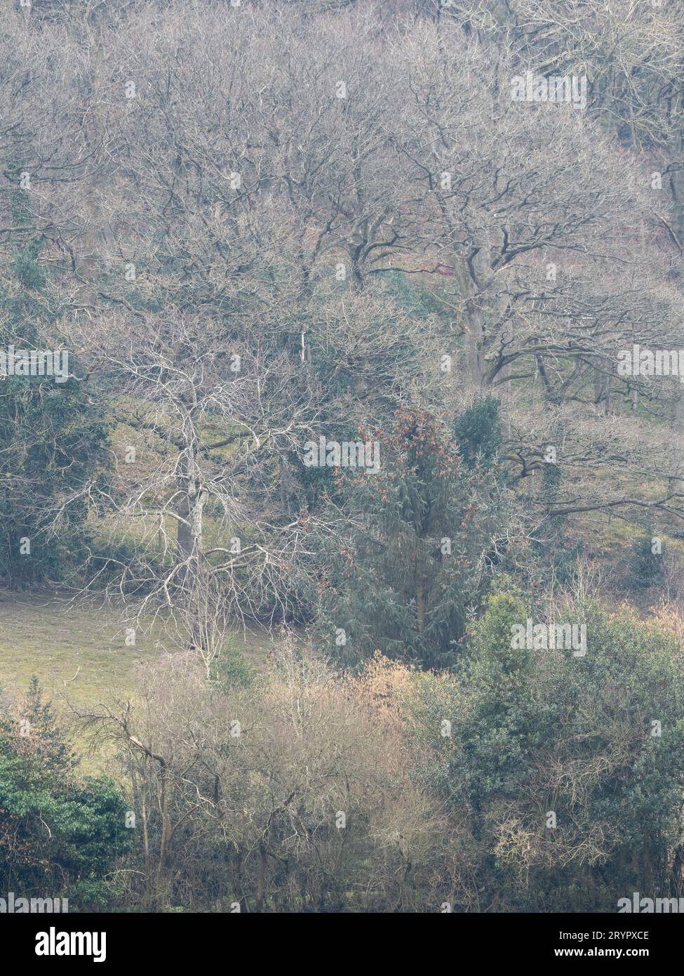 Ash trees border field hi-res stock photography and images - Alamy