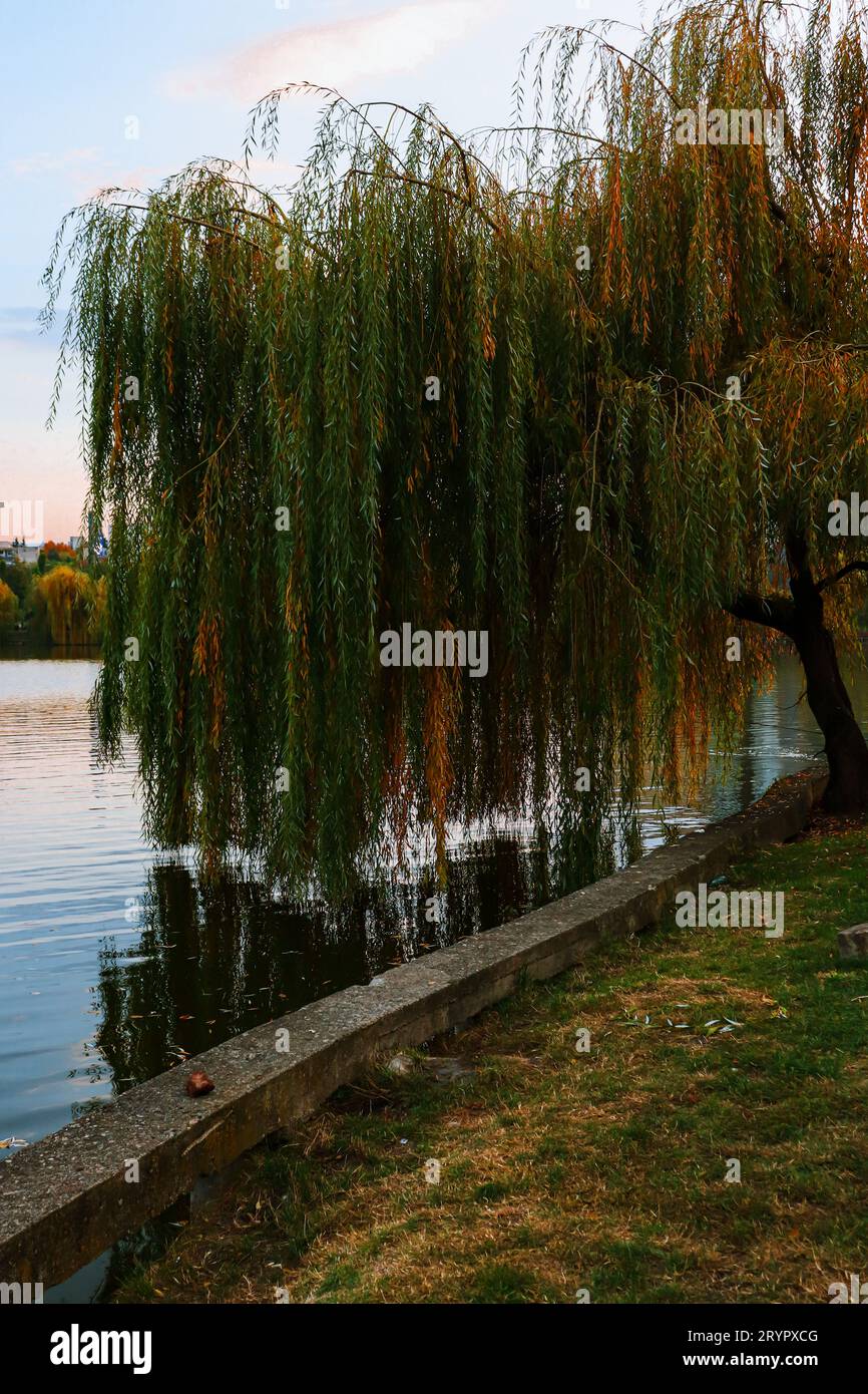 Weeping willow tree with green and orange fall colors reflecting on a ...