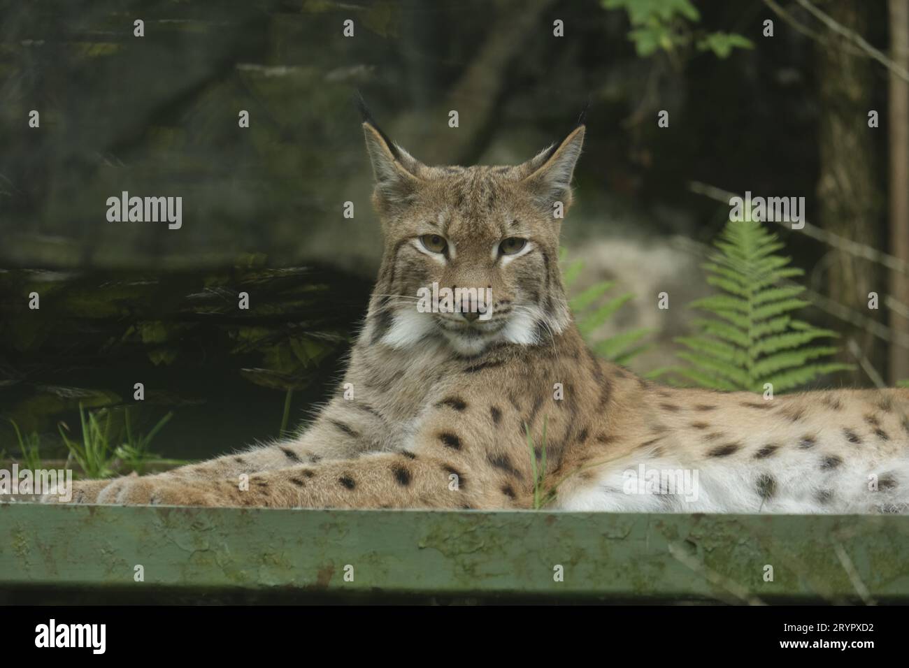 An adult lynx sits in its outdoor zoo enclosure, looking directly ahead ...