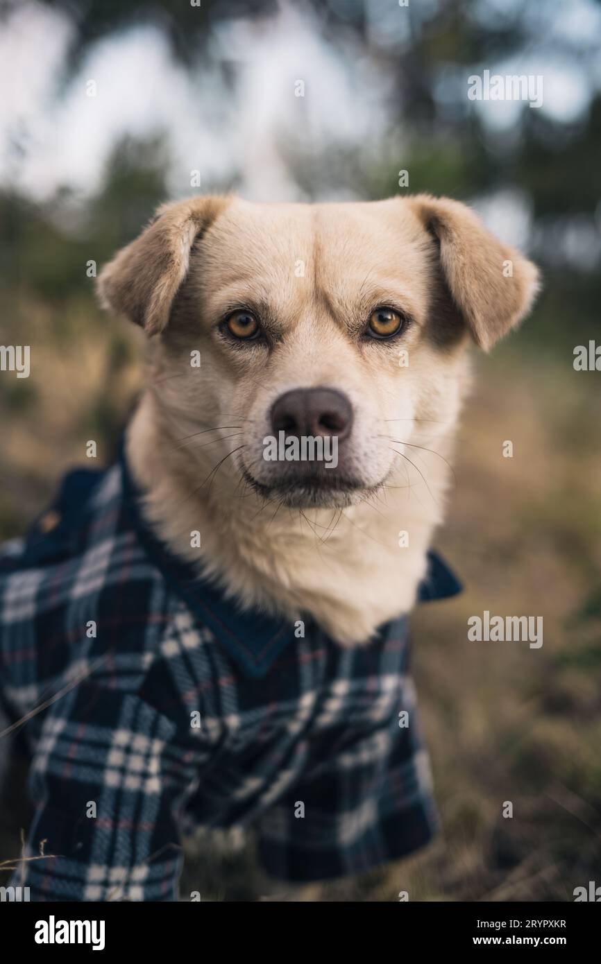Beautiful dog with bright eyes and attire in the mountains at sunset ...