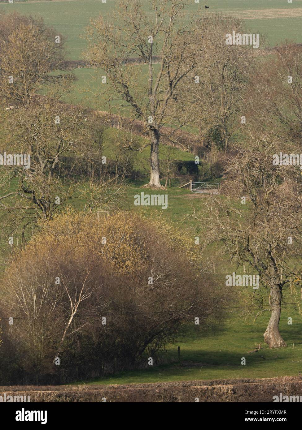Farmland in rural Shropshire shrouded in mist with silhouetted trees ...
