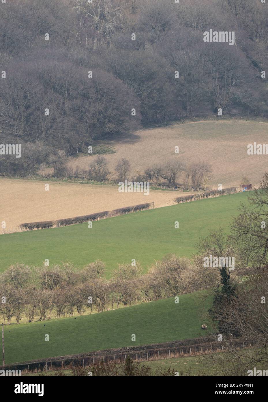 Ash trees border field hi-res stock photography and images - Alamy