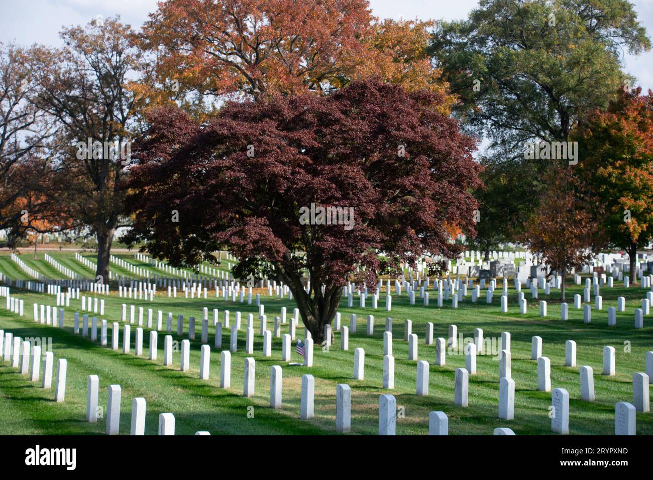 There is a tall tree in the center of a grassy cemetery with a ...