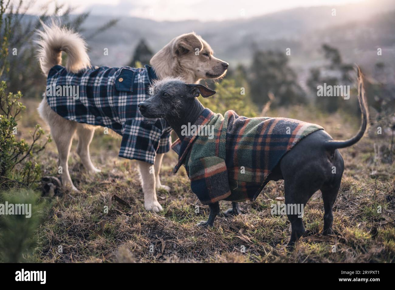 Two dogs dressed in clothes contemplate the sunset in the mountains ...