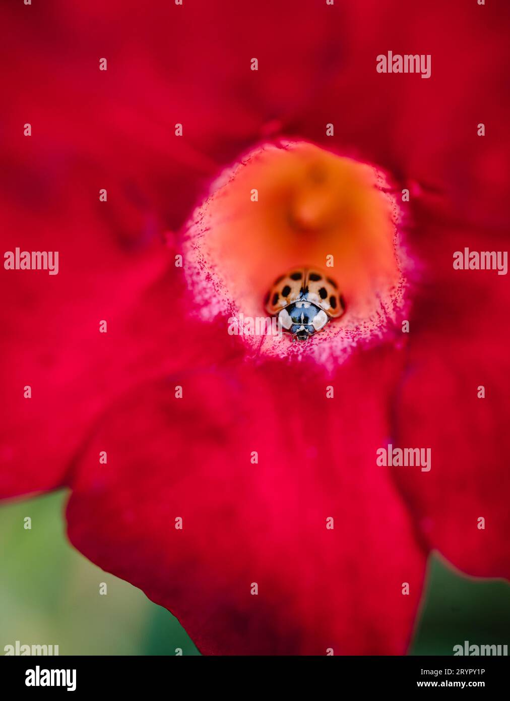 Asian ladybird beetle hi-res stock photography and images - Alamy