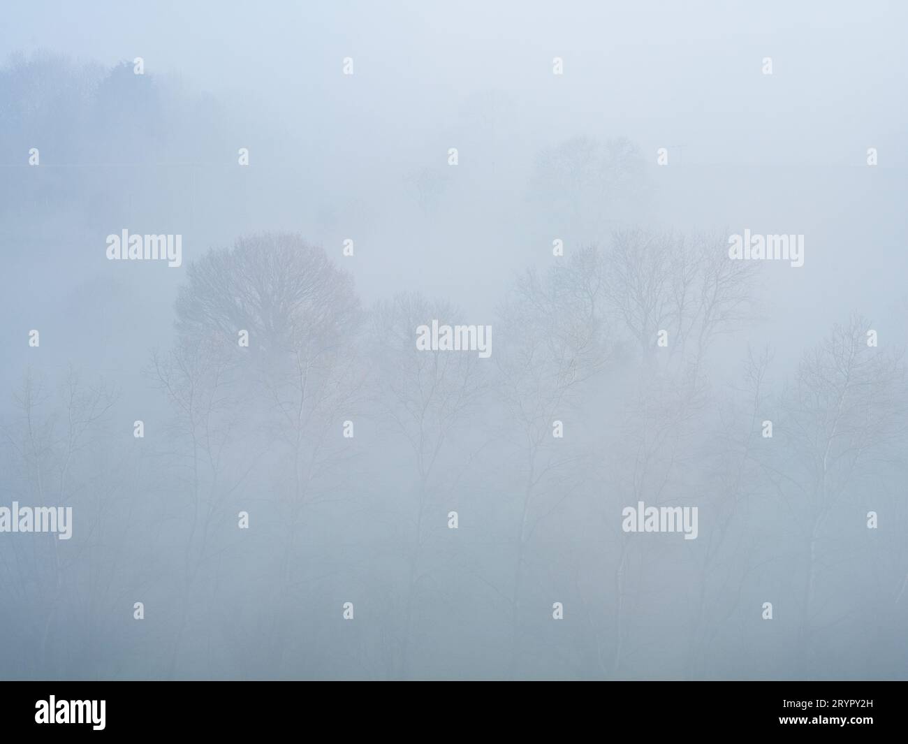 Ash trees border field hi-res stock photography and images - Alamy