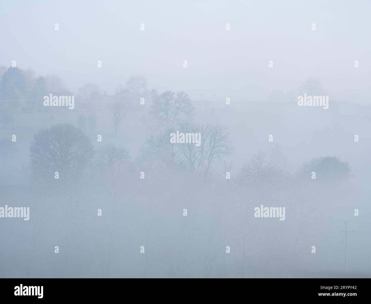 Ash trees border field hi-res stock photography and images - Alamy