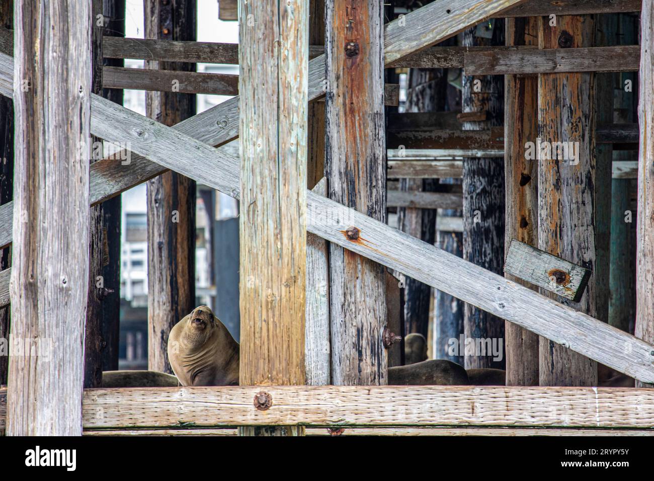 The Sea Lions of Santa Cruz, CA Stock Photo - Alamy