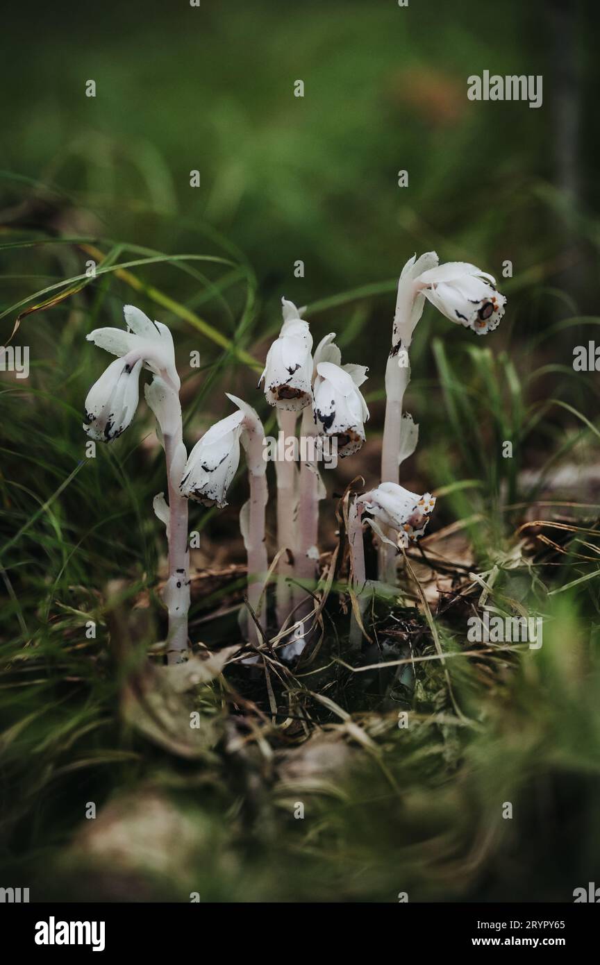 Indian pipe flowers hi-res stock photography and images - Alamy