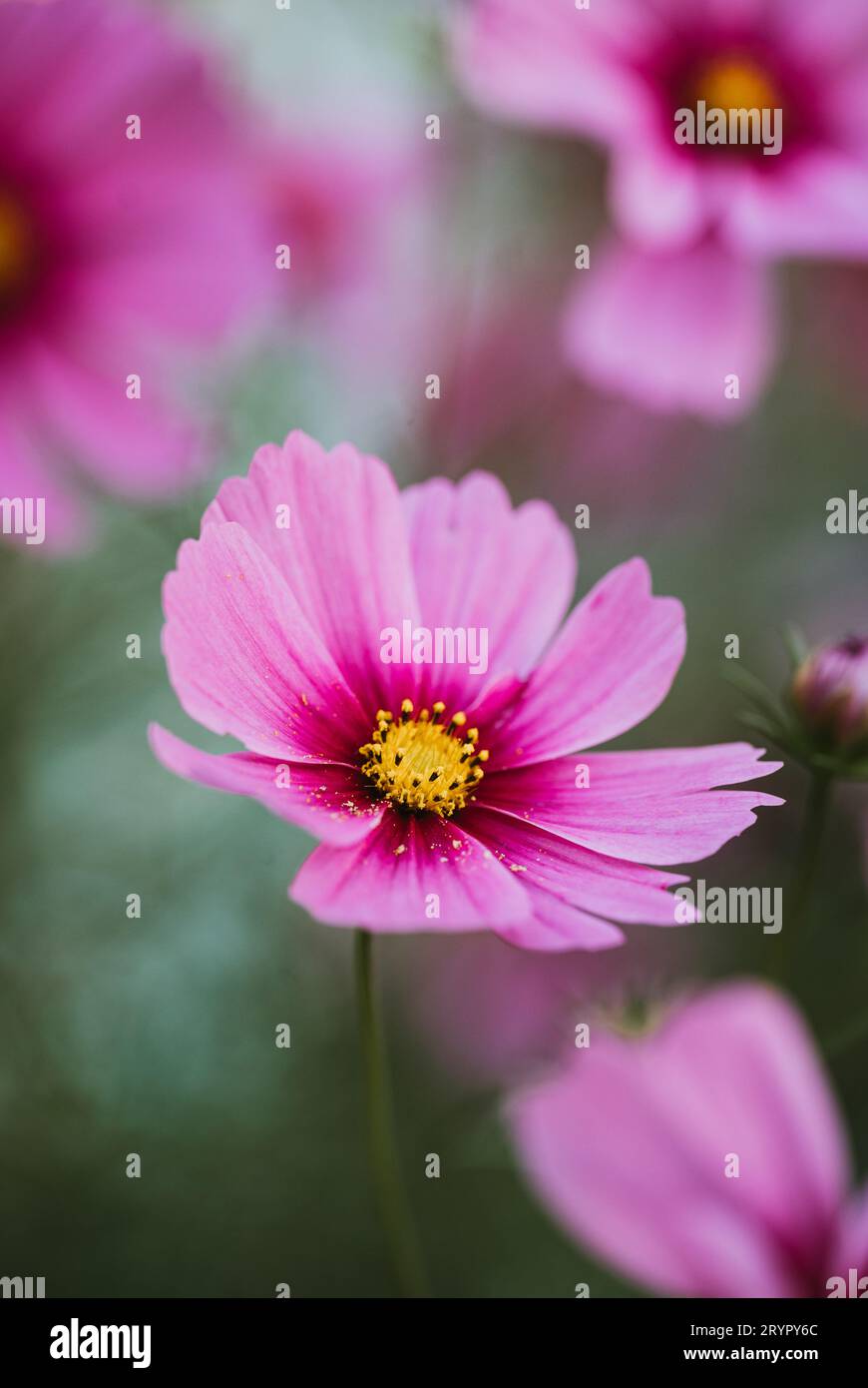 Beautiful pink cosmos flower blooming hi-res stock photography and ...