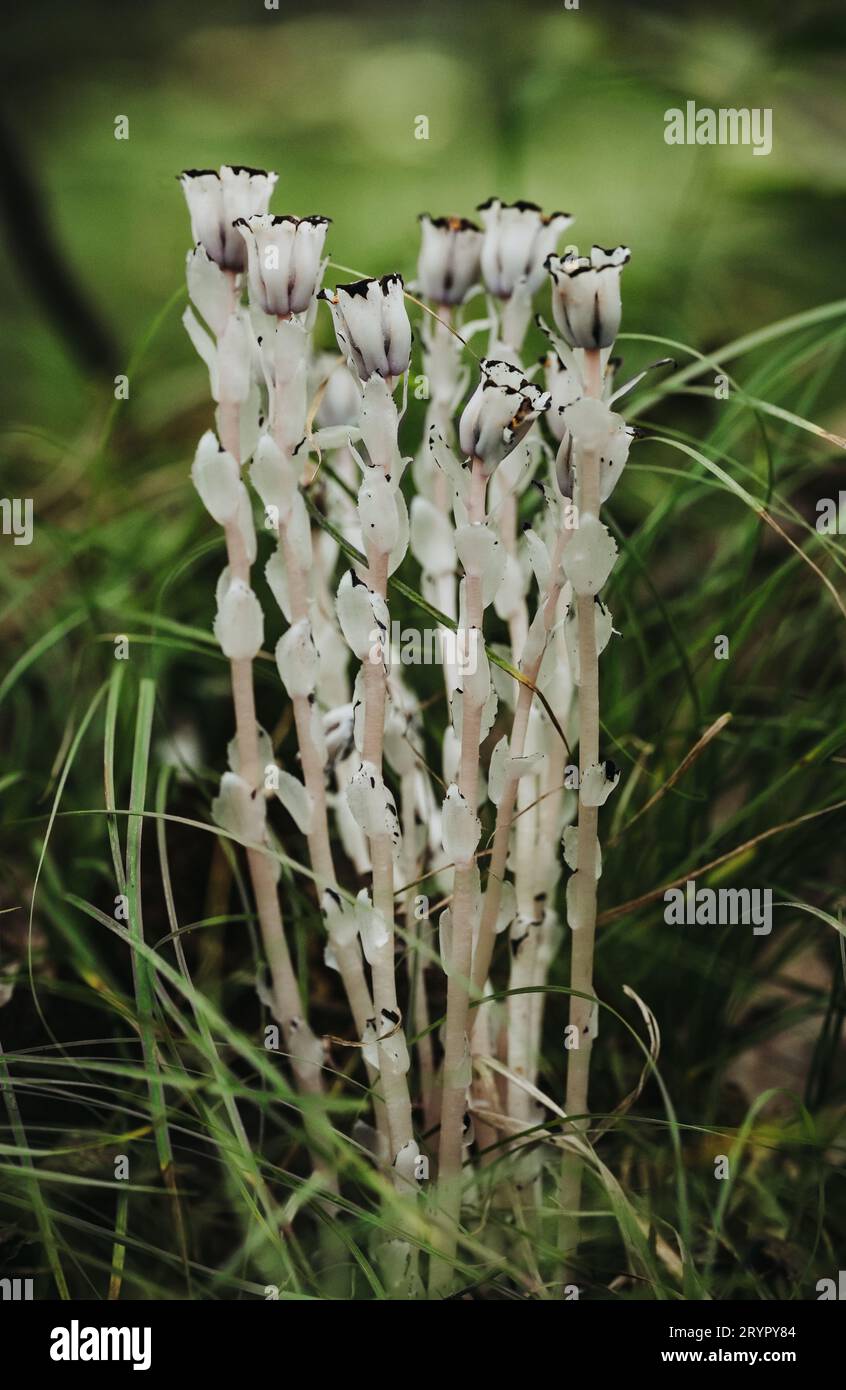 Indian pipe flowers hi-res stock photography and images - Alamy