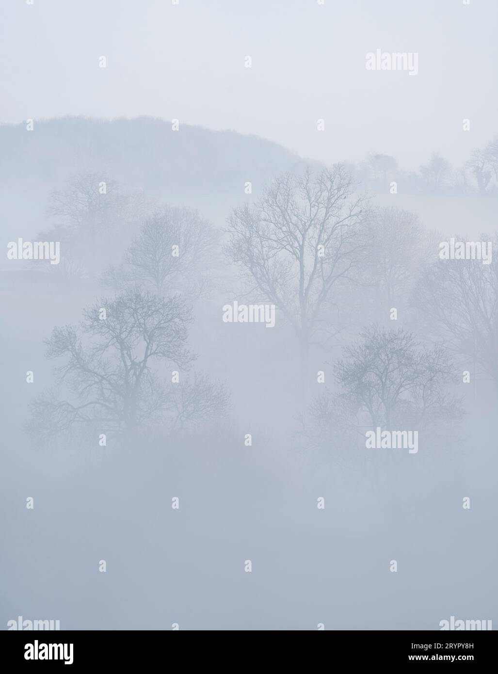 Ash trees border field hi-res stock photography and images - Alamy
