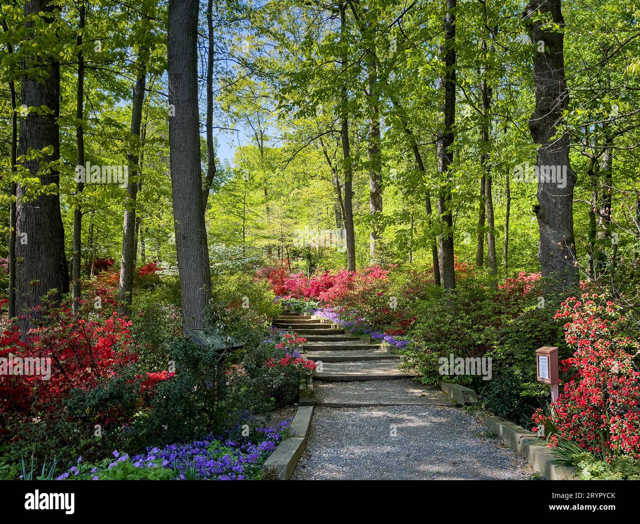 Azalea-lined path in spring garden Stock Photo - Alamy