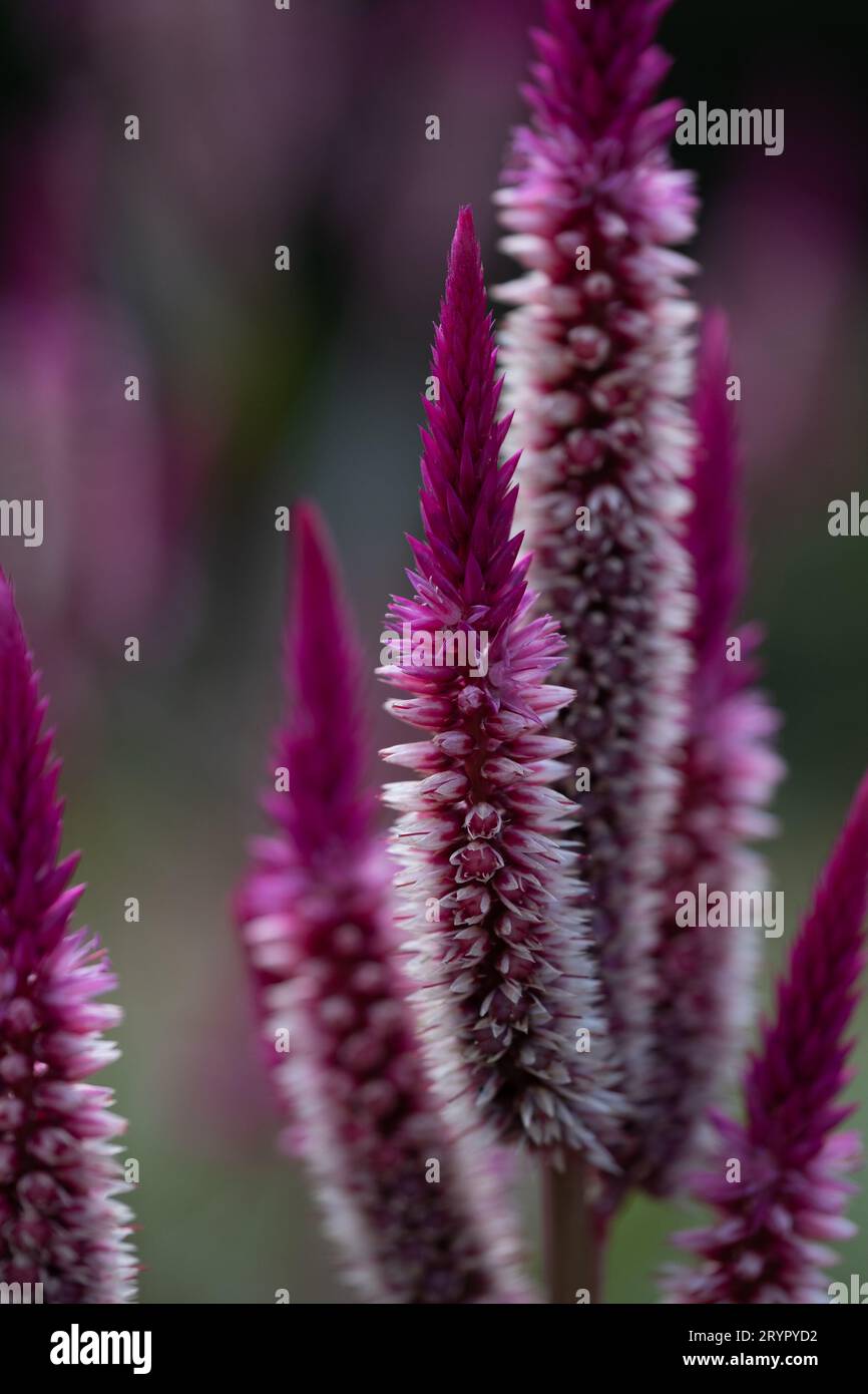 Beautiful purple color celosia hi-res stock photography and images - Alamy