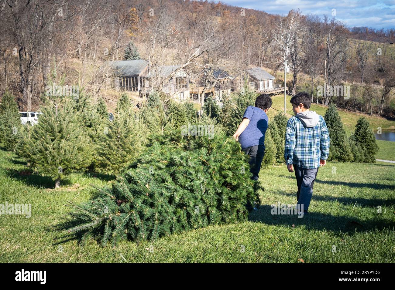 Young boys pulling a freshly cut tree at a christmas tree farm Stock ...