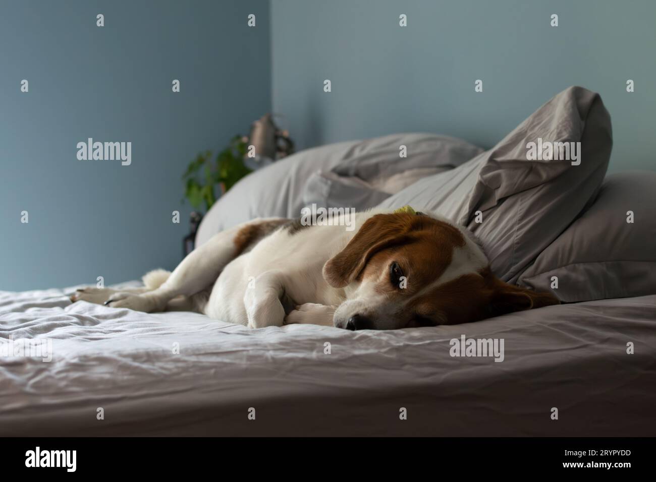 Beagle sleeping on white bed Stock Photo - Alamy