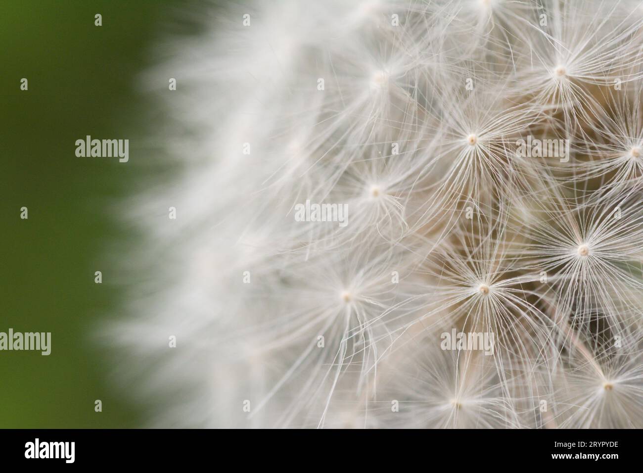 Macro view of white dandelion seeds on green ground Stock Photo - Alamy