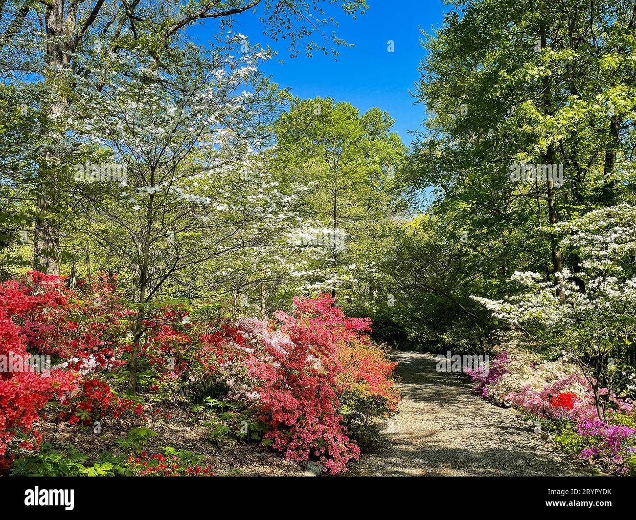 Azalea-lined path in spring garden Stock Photo - Alamy
