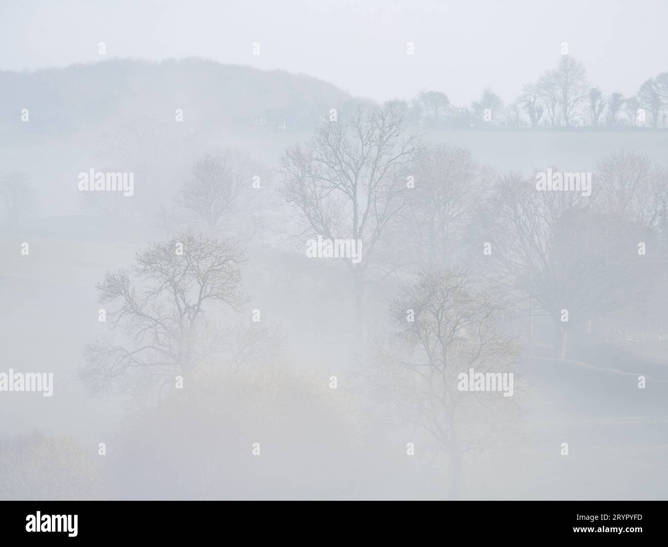 Ash trees border field hi-res stock photography and images - Alamy