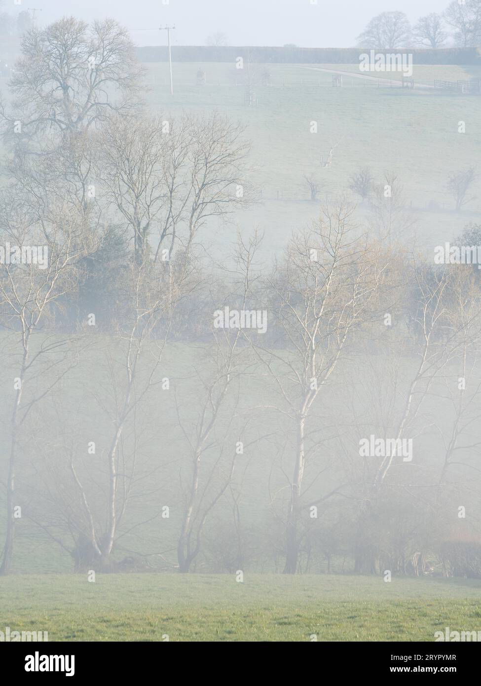 Ash trees border field hi-res stock photography and images - Alamy