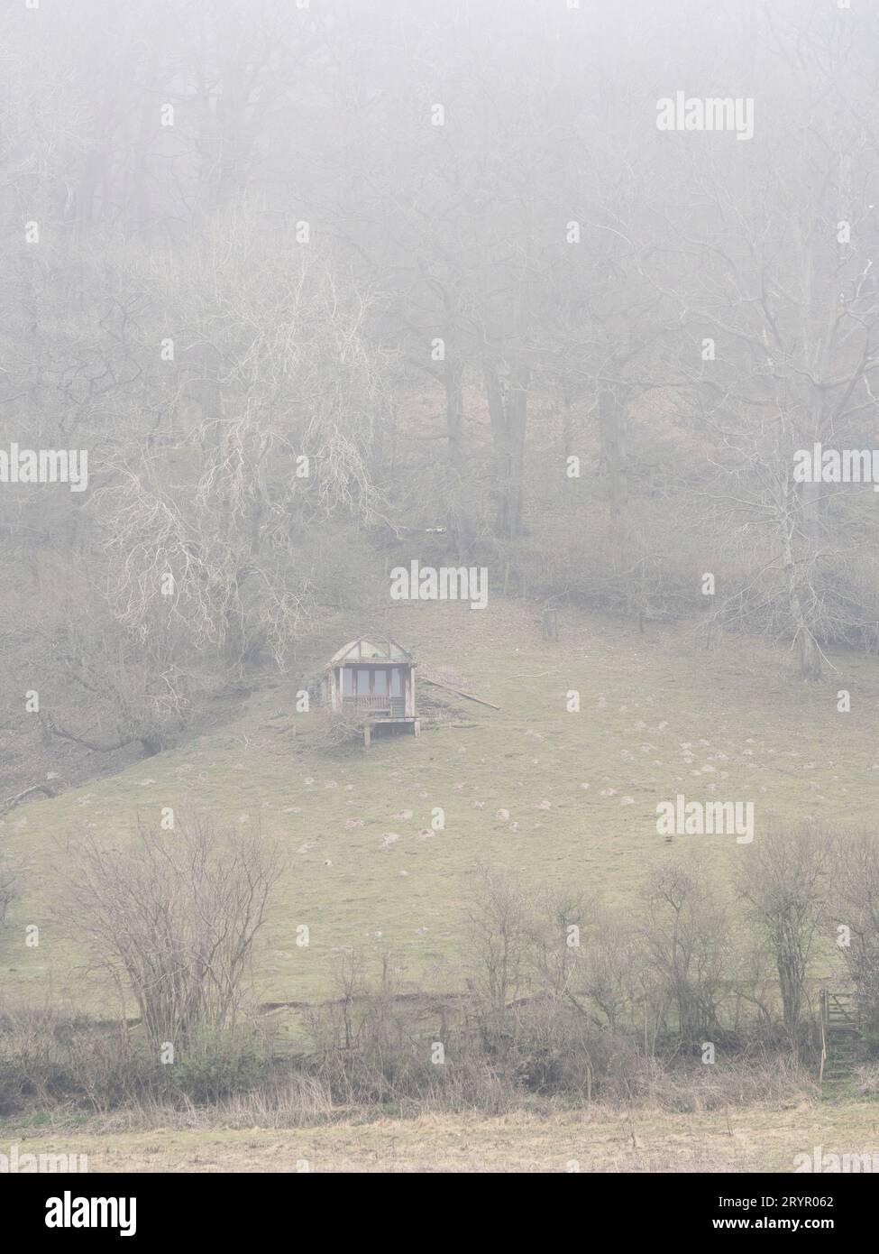 Ash trees border field hi-res stock photography and images - Alamy