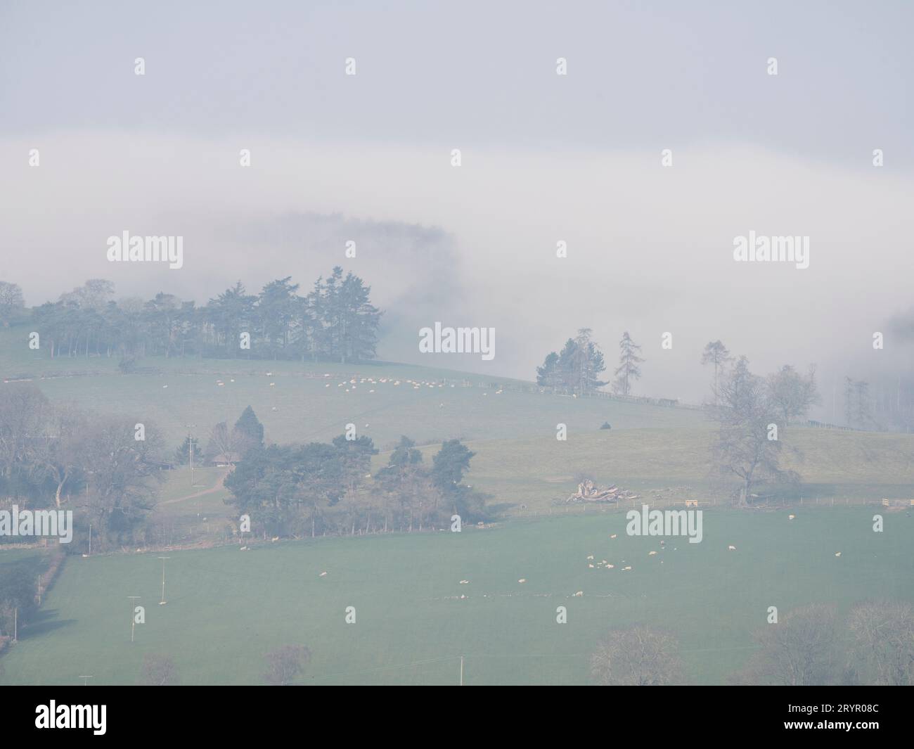 Ash trees border field hi-res stock photography and images - Alamy
