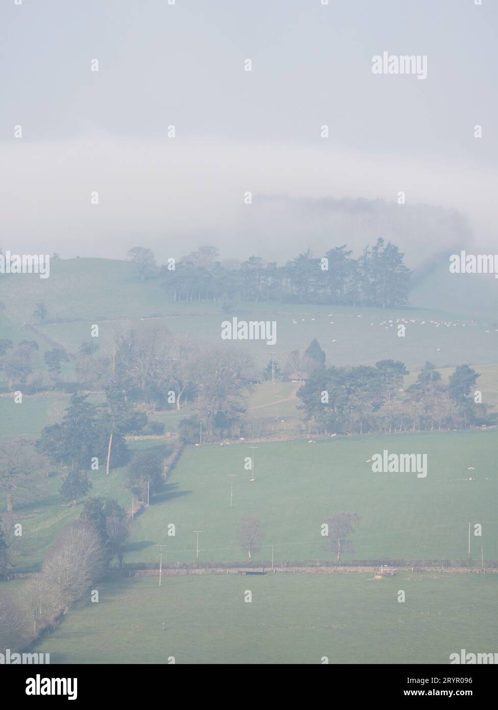 Ash trees border field hi-res stock photography and images - Alamy