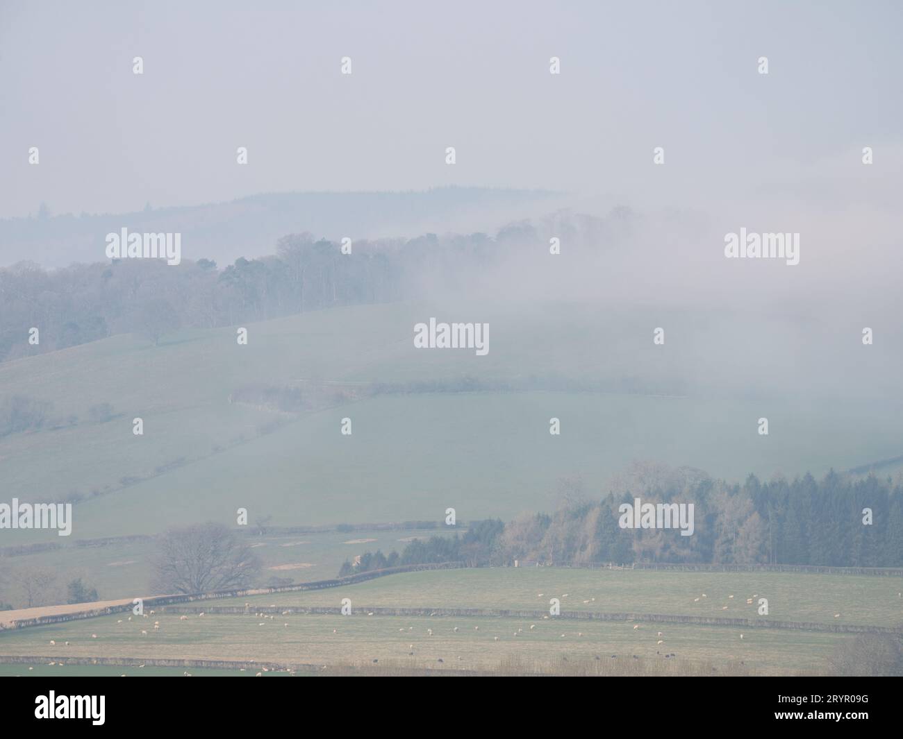 Ash trees border field hi-res stock photography and images - Alamy