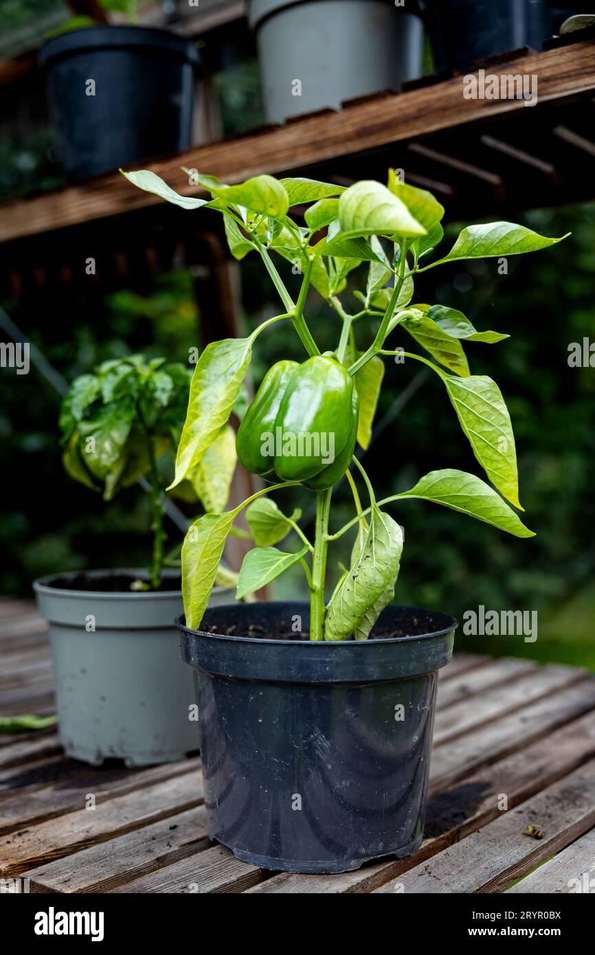 Potted pepper plant growing in a greenhouse in the UK with a single ...
