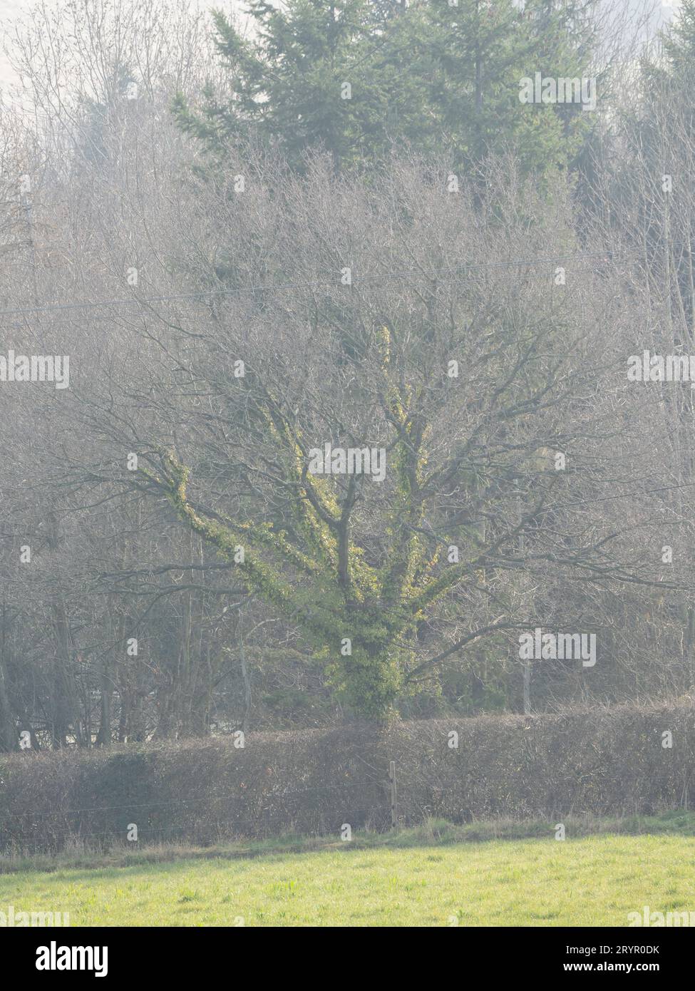 Ash trees border field hi-res stock photography and images - Alamy