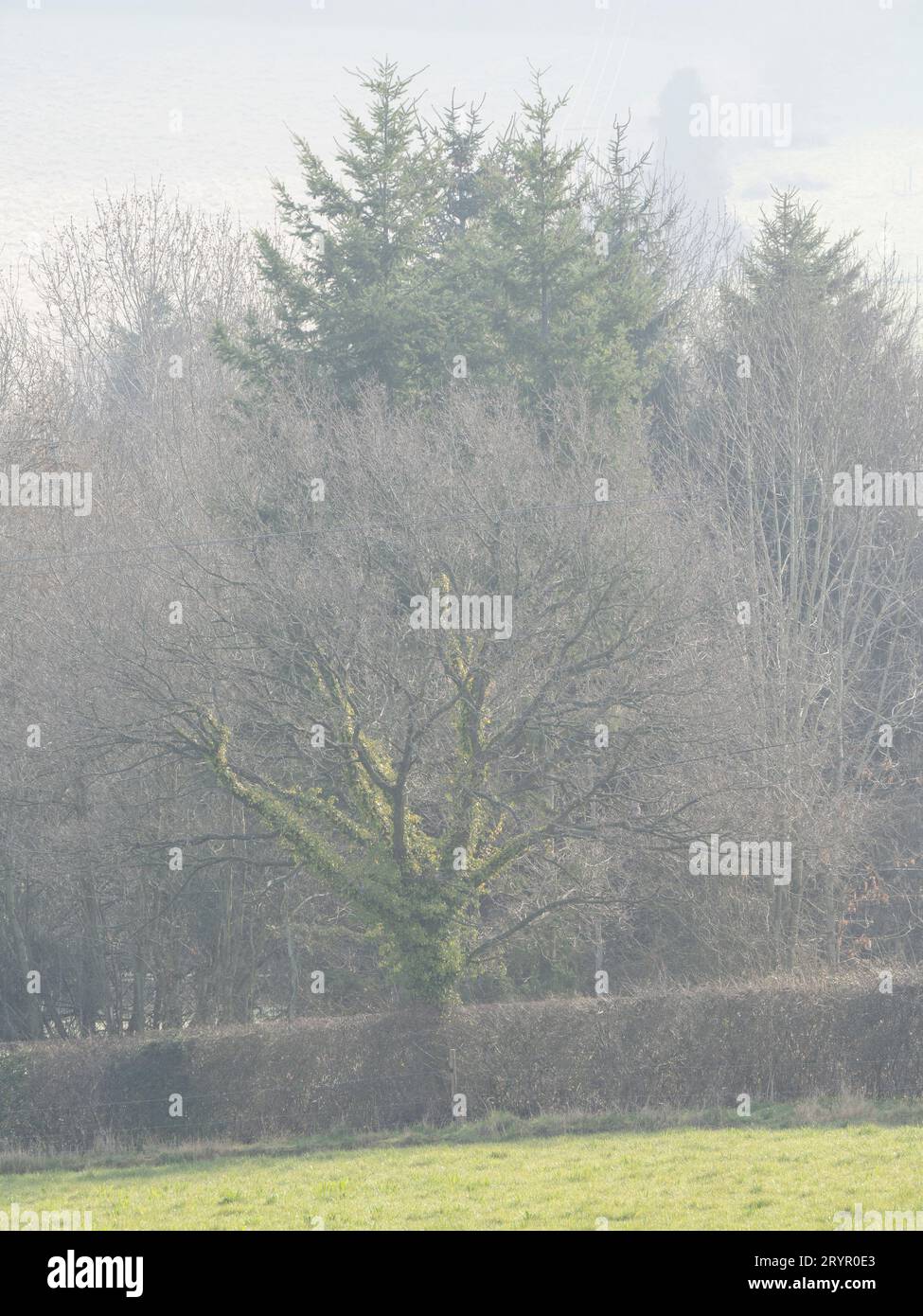 Ash trees border field hi-res stock photography and images - Alamy