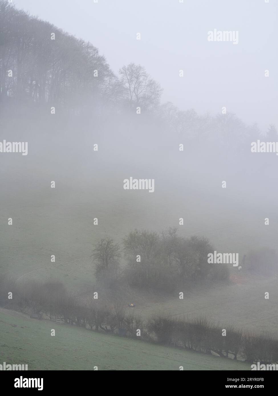 Ash trees border field hi-res stock photography and images - Alamy