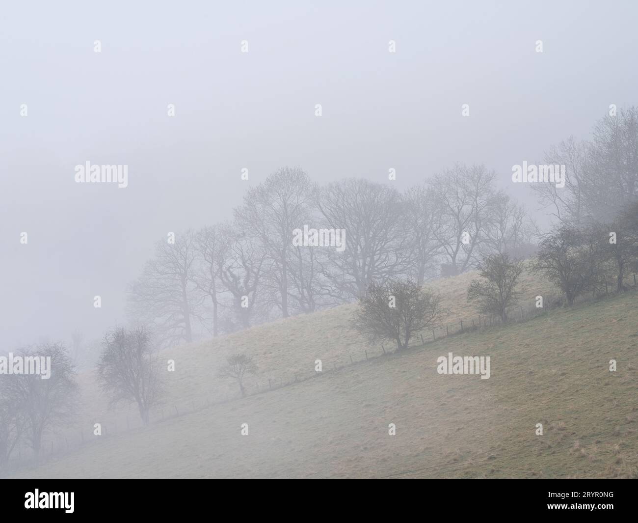 Ash trees border field hi-res stock photography and images - Alamy