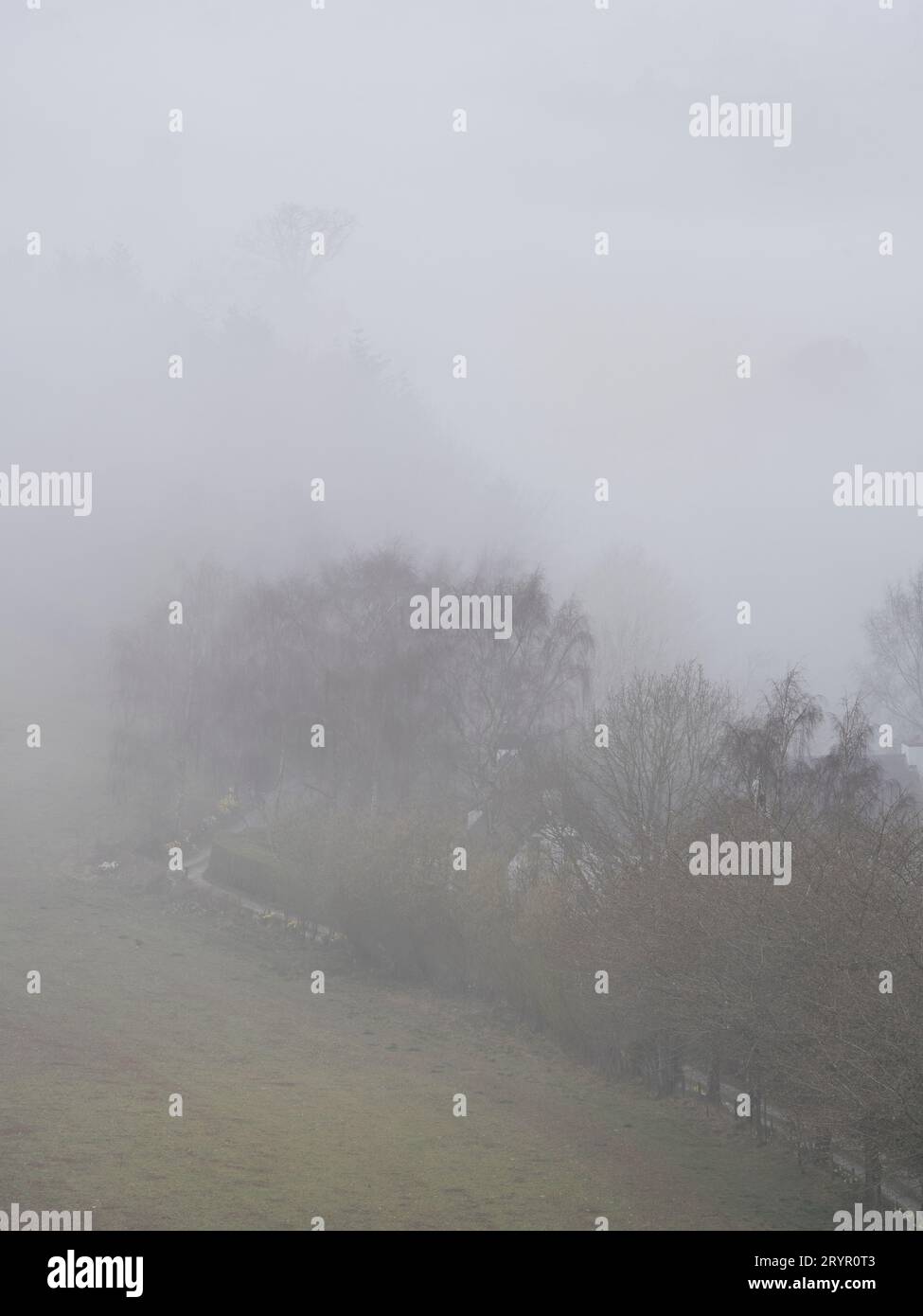 Farmland in rural Shropshire shrouded in mist with silhouetted trees ...