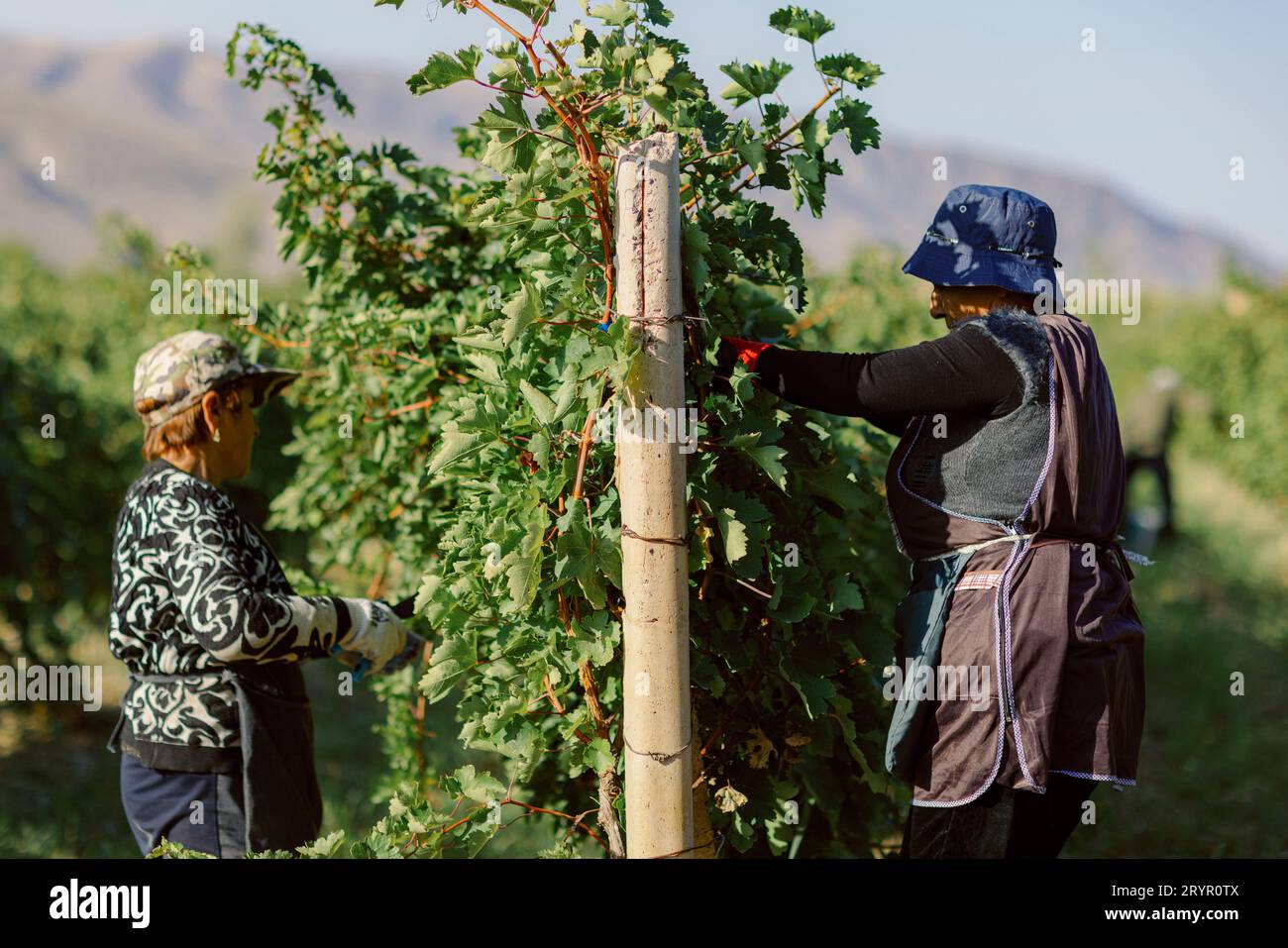 Tending vines hi-res stock photography and images - Alamy