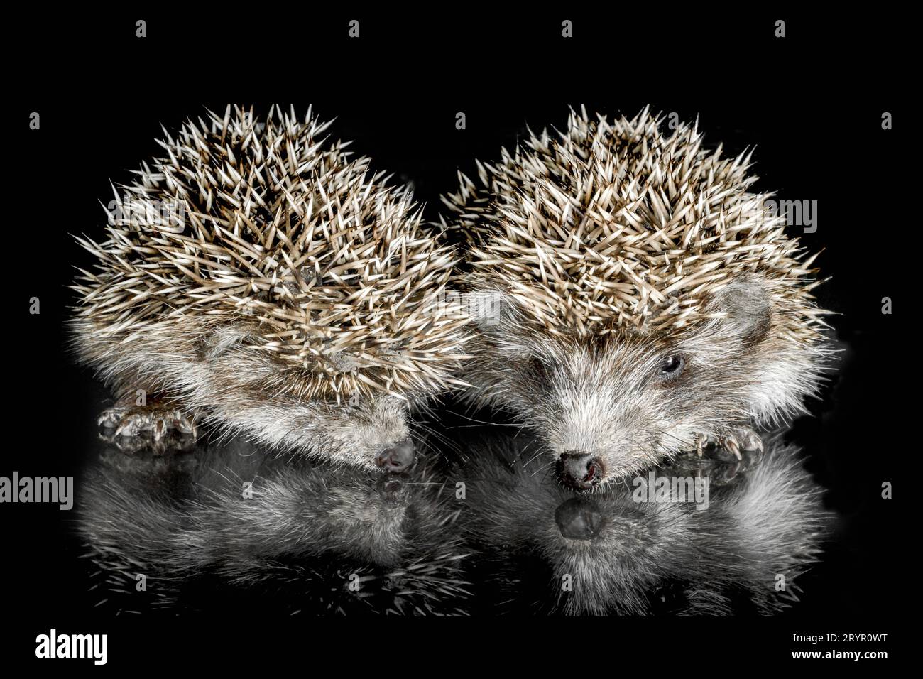 Seed with spine animal hi-res stock photography and images - Alamy