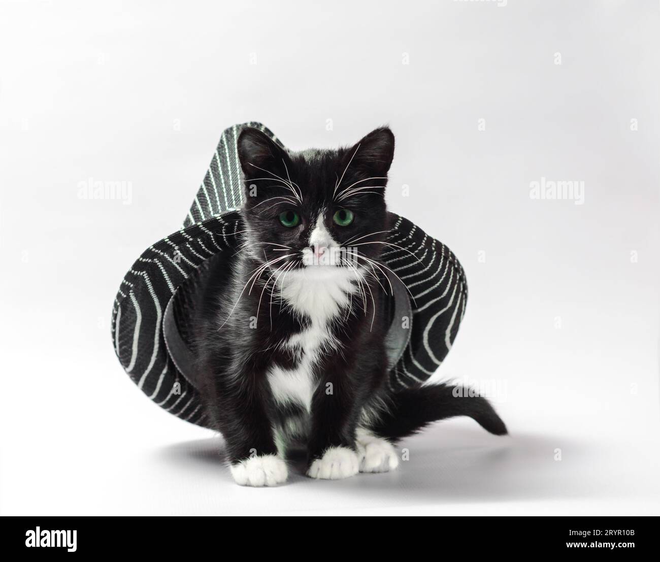 Cat under hat black kitten with white paws with striped headdress Stock ...
