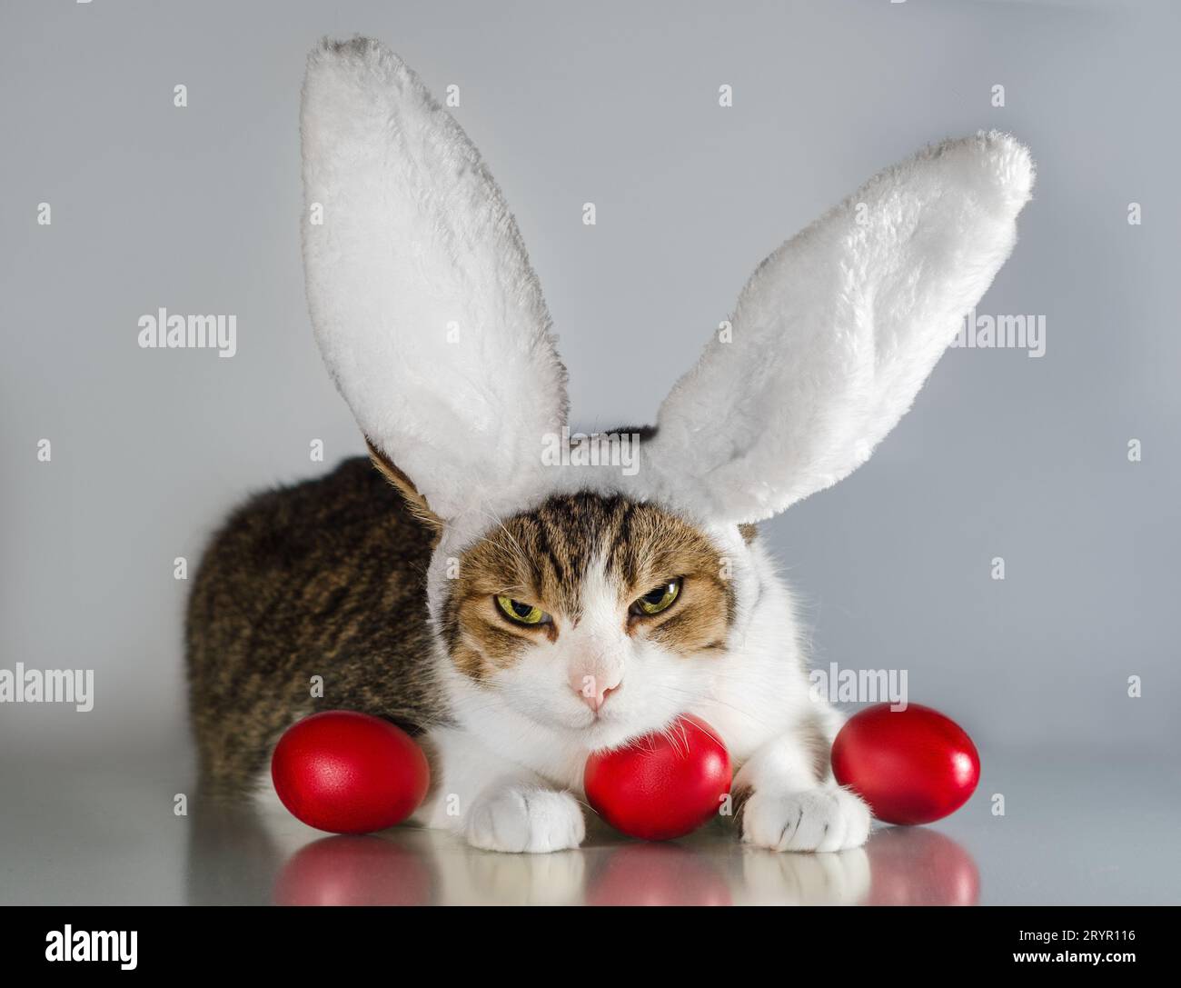 Angry rabbit hi-res stock photography and images - Alamy
