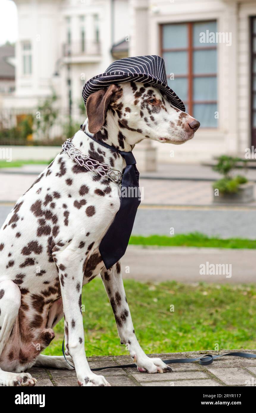 Dalmatian dog in a striped hat and tie against the background of Stock ...