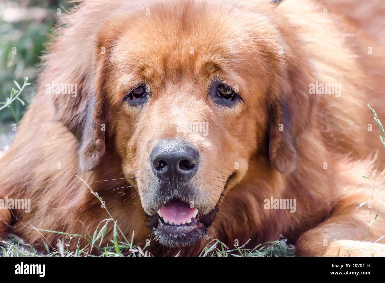 Tibetan mastiff dog hi-res stock photography and images - Alamy