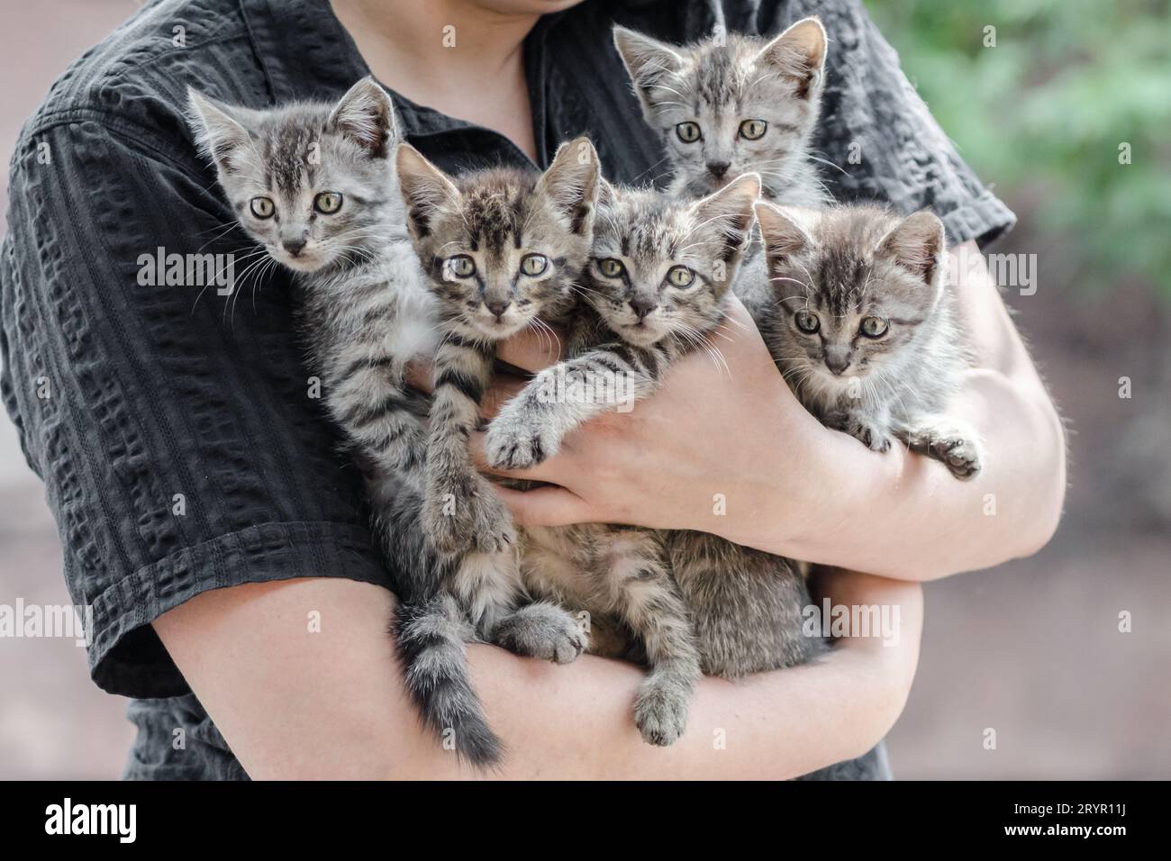 Bunch of kittens hi-res stock photography and images - Alamy