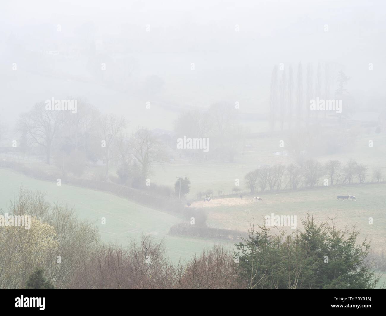 Farmland in rural Shropshire shrouded in mist with silhouetted trees ...