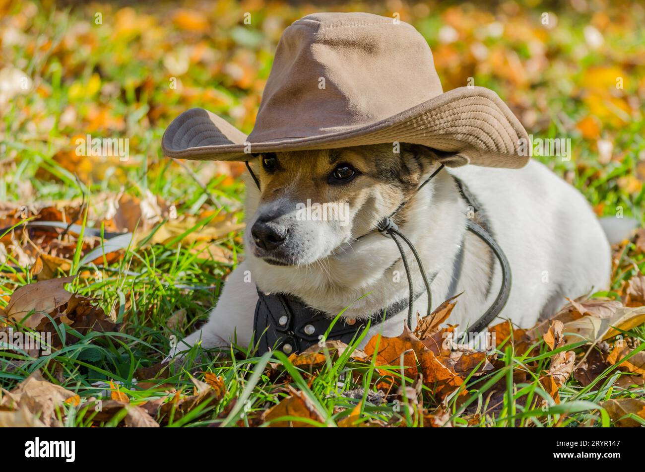 Purebred fat dog lying on the yellow autumn leaves fallen, raisi Stock ...