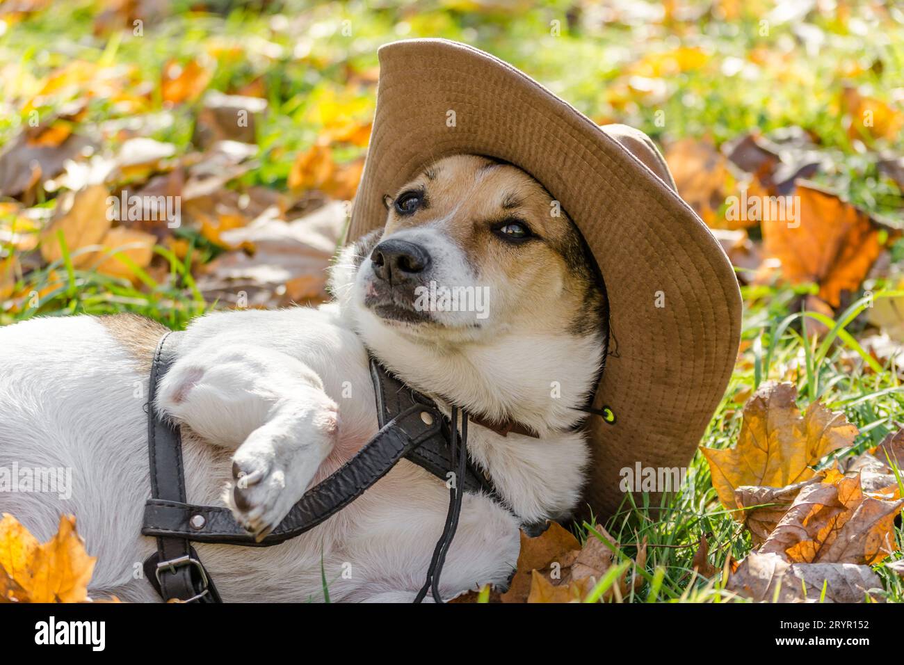 Purebred fat dog lying on the yellow autumn leaves fallen, raising his ...