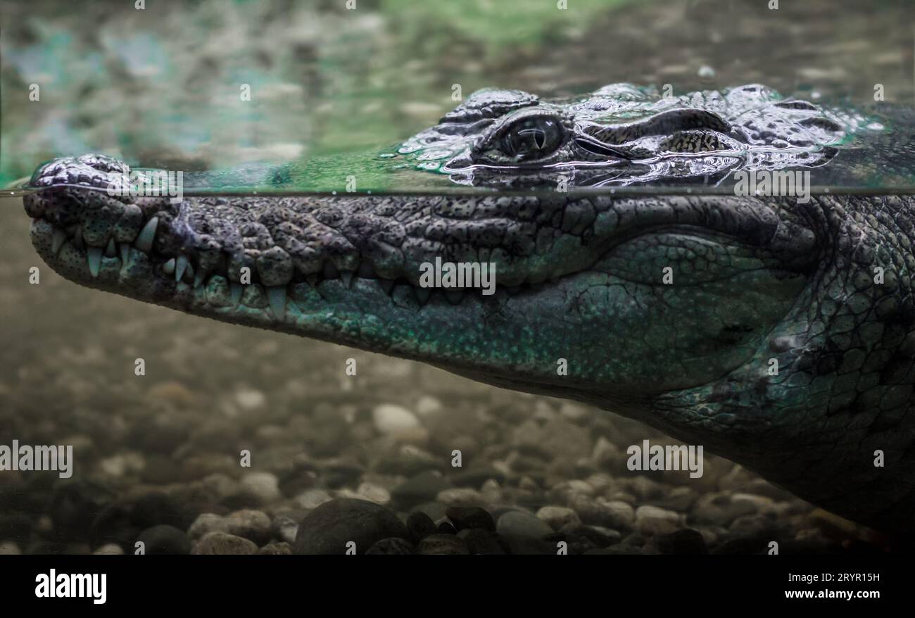 Large crocodile hi-res stock photography and images - Alamy